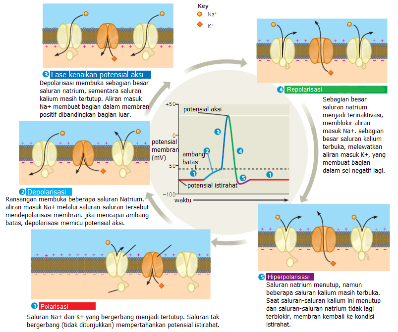 Sistem saraf manusia: Impuls saraf (Potensial aksi)