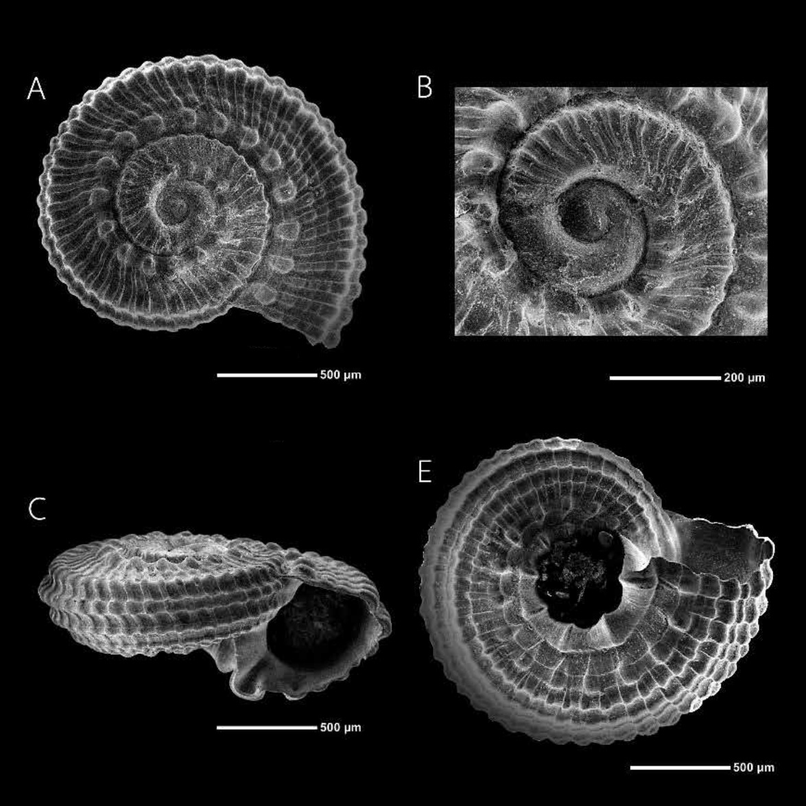 Species New to Science: [Mollusca • 2021] Orbitestella amphaengensis ...