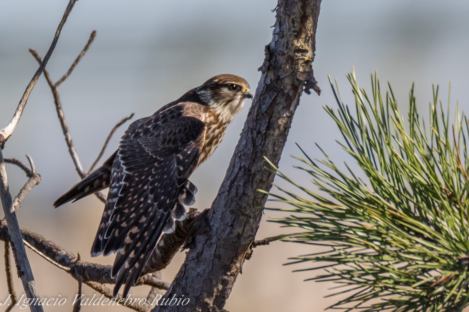DocNatureBlog: El halcón más pequeño de Europa en Cabo Peñas. Esmerejón ...