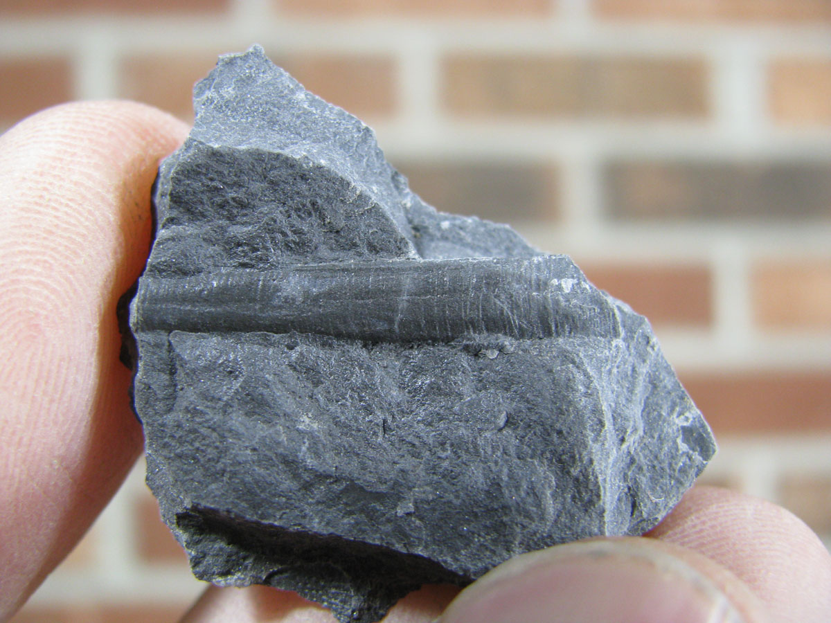 Views of the Mahantango: Bactrites aciculum cephalopod from the Moscow ...