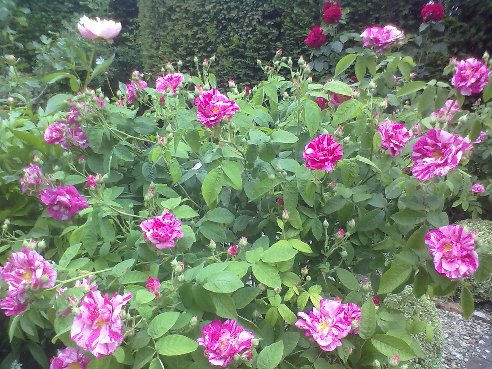 Rachel the Gardener: How to: get Rosa mundi to flower spectacularly