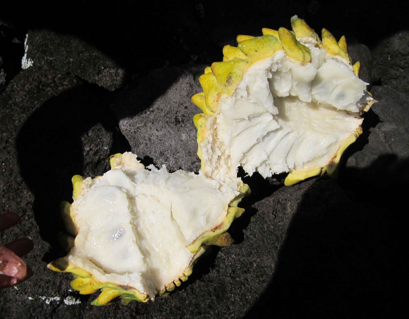 maite ikaran: Rollinia deliciosa