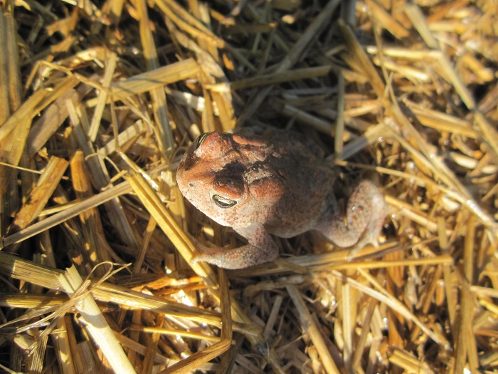 Ruthlynn's World: Follow the Pink Toad