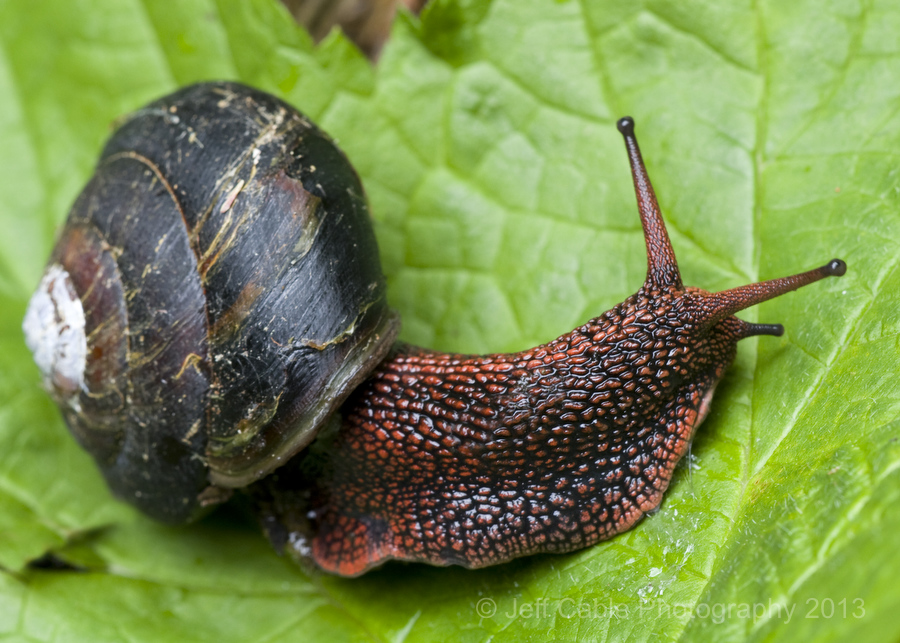 Jeff Cable's Blog: The fun of macro photography - And it is just ...