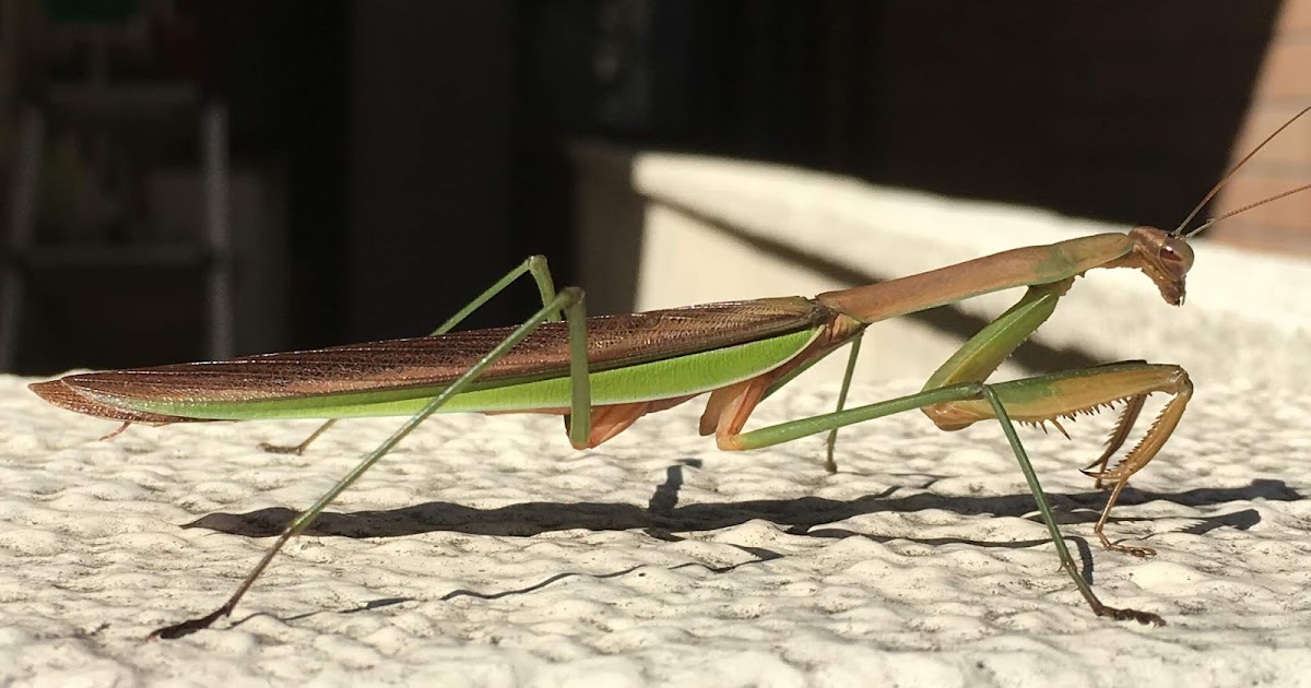 Praying or Cutting? A Snapshot of the Marvellous Mantis