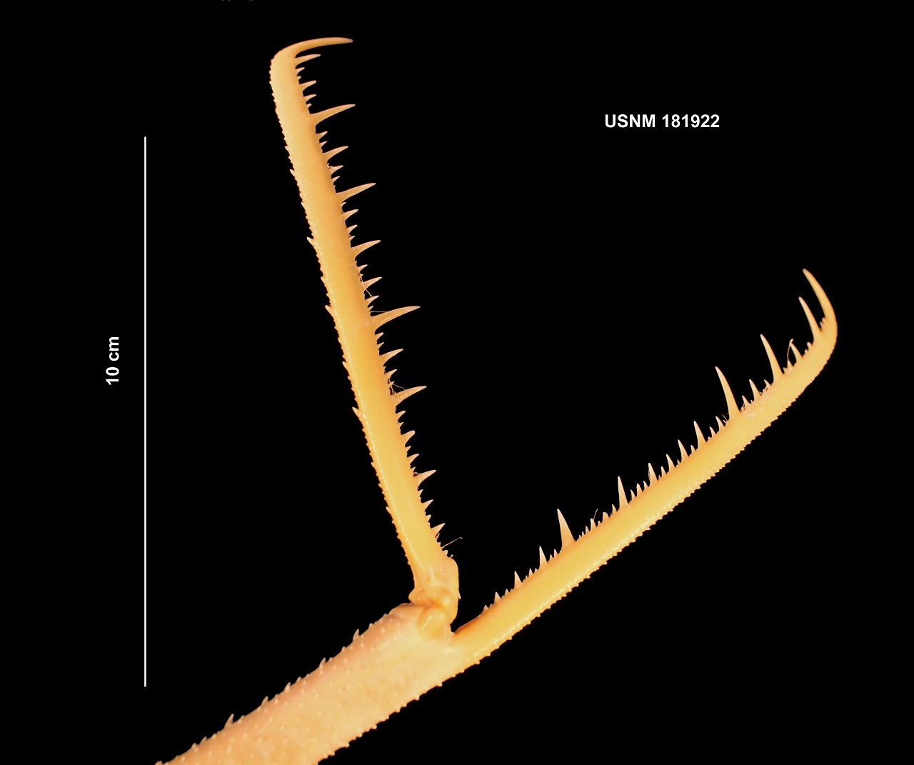 Real Monstrosities: Acanthacaris caeca