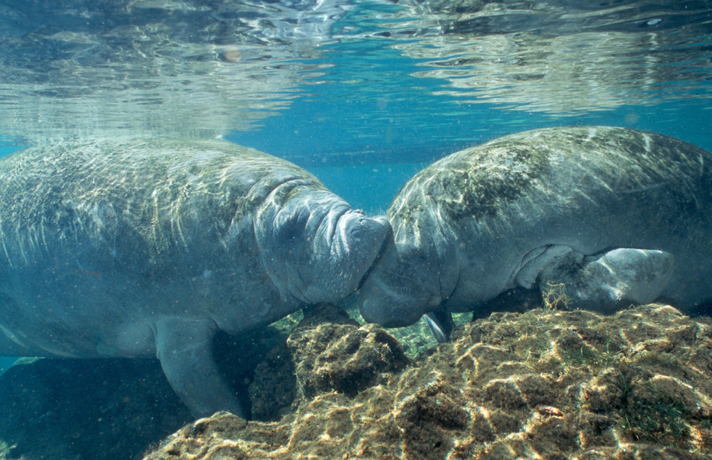 Manatees