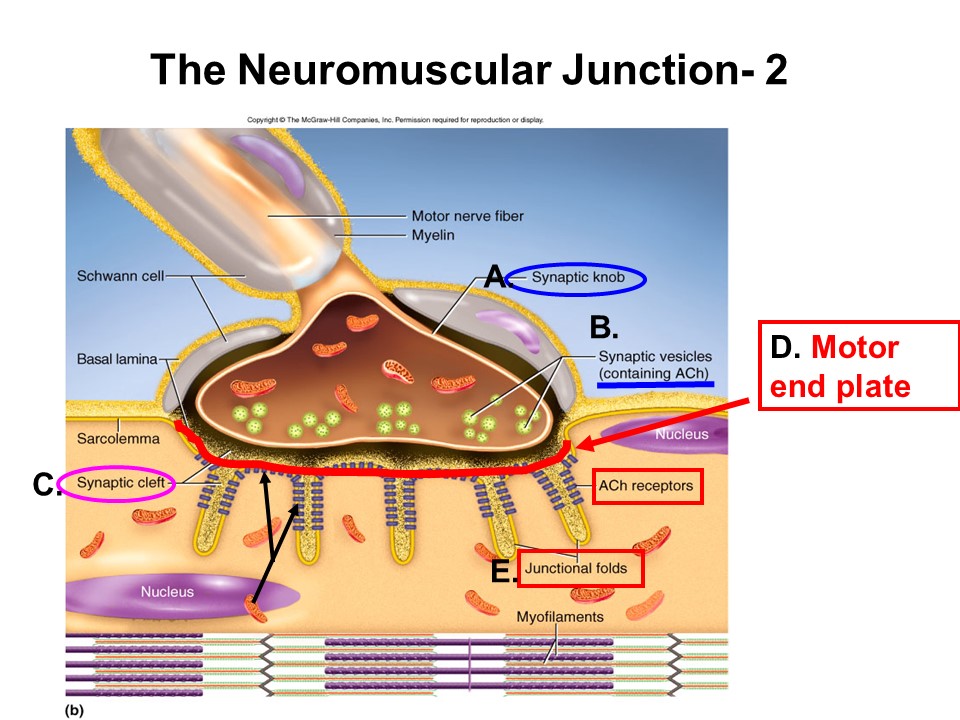 Organization of skeletal muscle, Physiology of muscle contraction ...