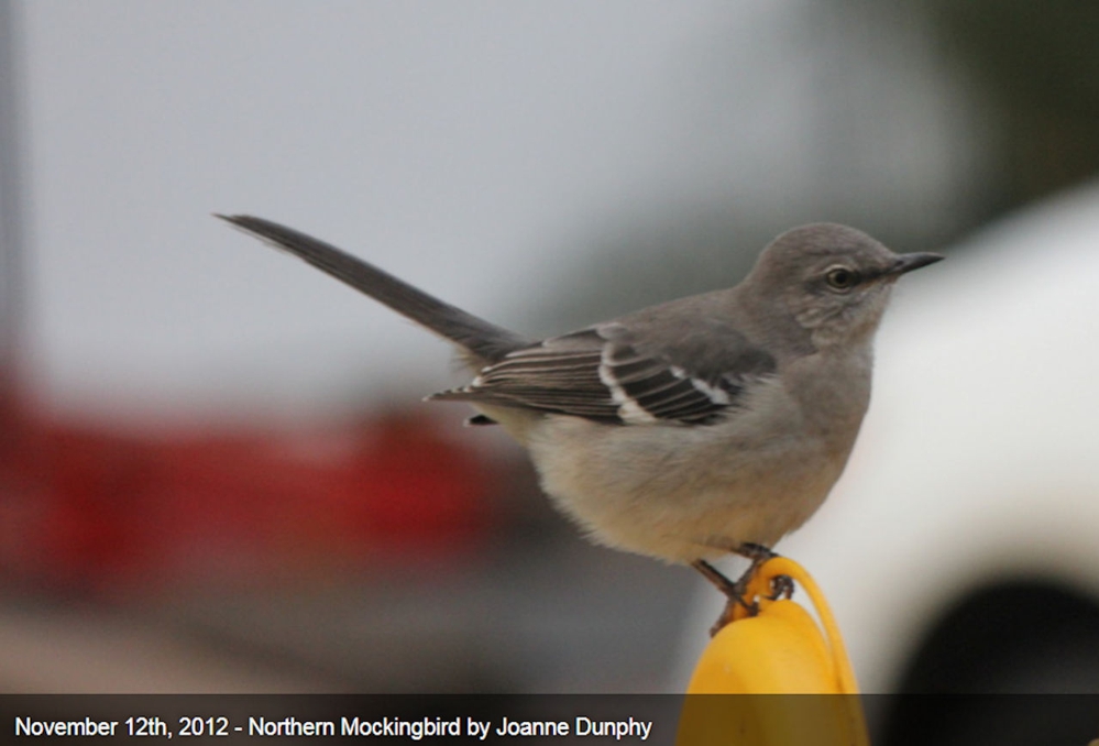 NORTHERN MOCKINGBIRD