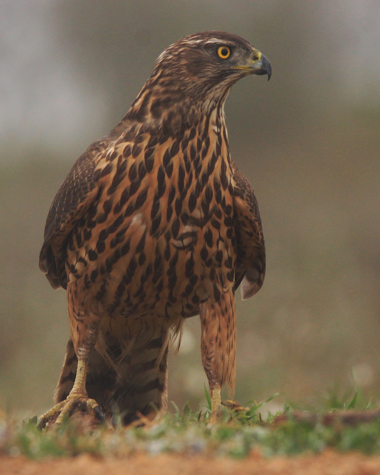 Pasión por las aves: Azor común,(Accipiter gentilis)