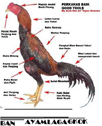 Anatomi Ayam | PappilajaranQu