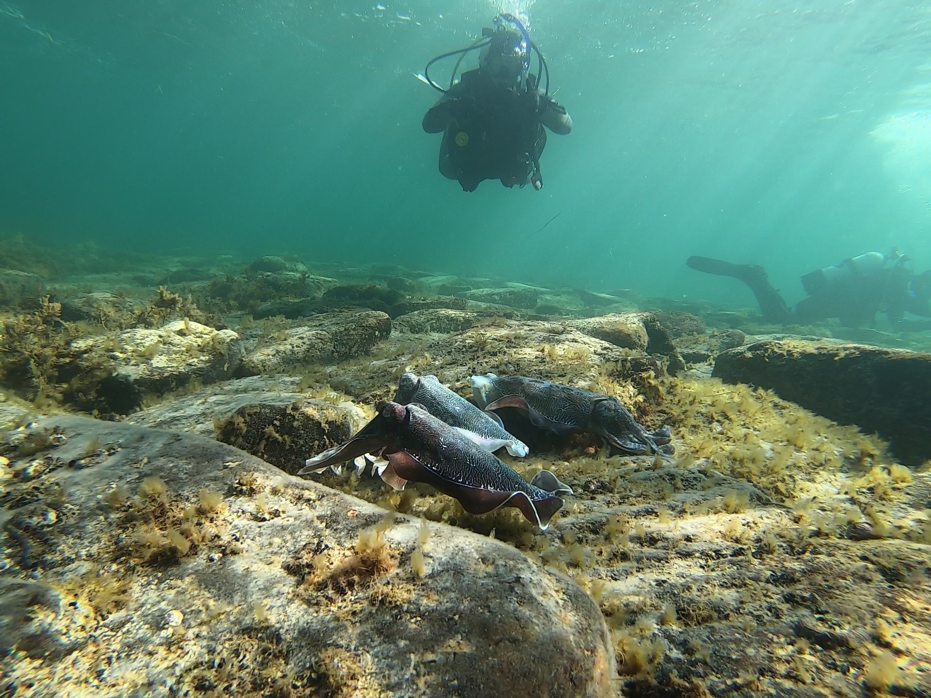 Beneath the waves at South Australia's giant cuttlefish marine spectacle
