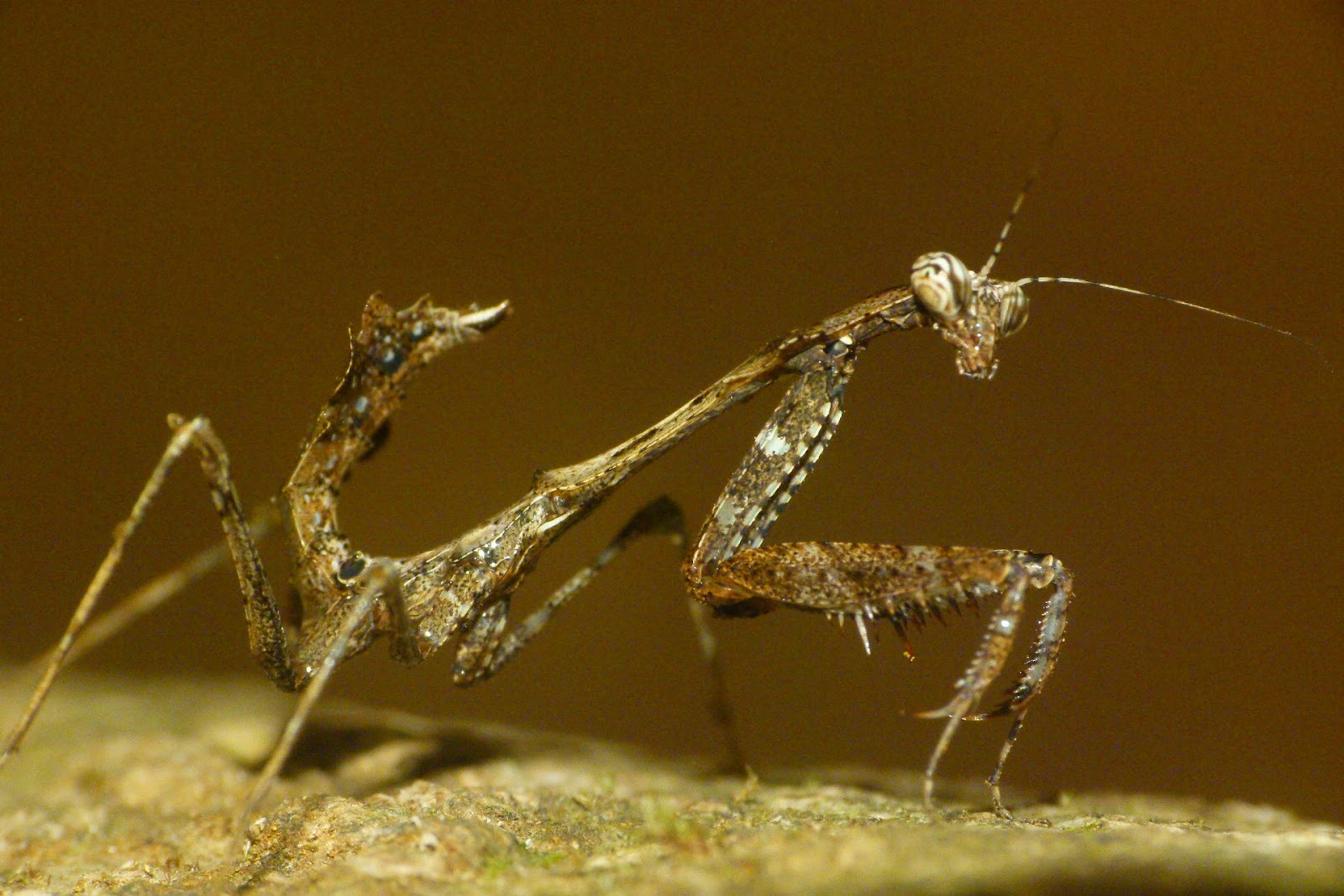 Catching Flies: The tangled bank