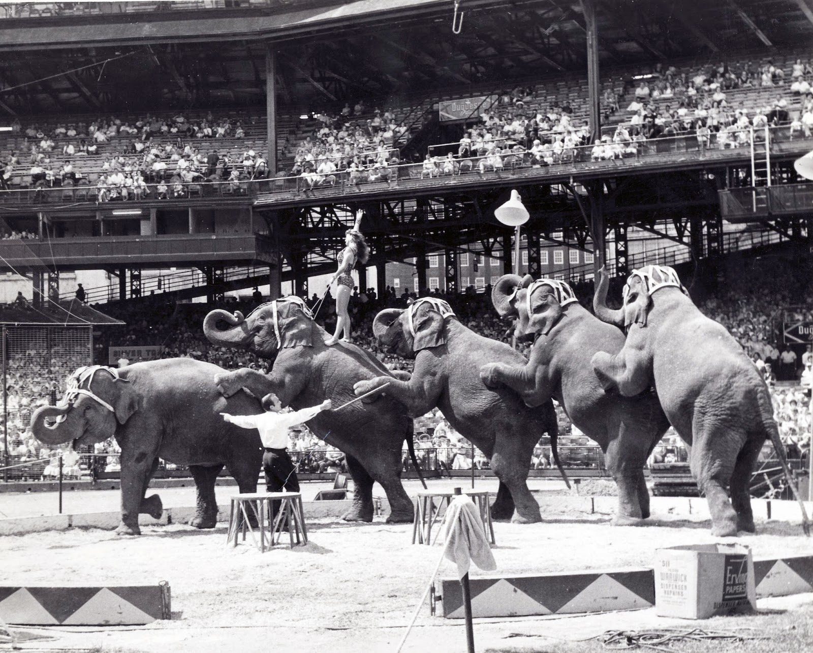 Buckles Blog: Elephant Acts #1