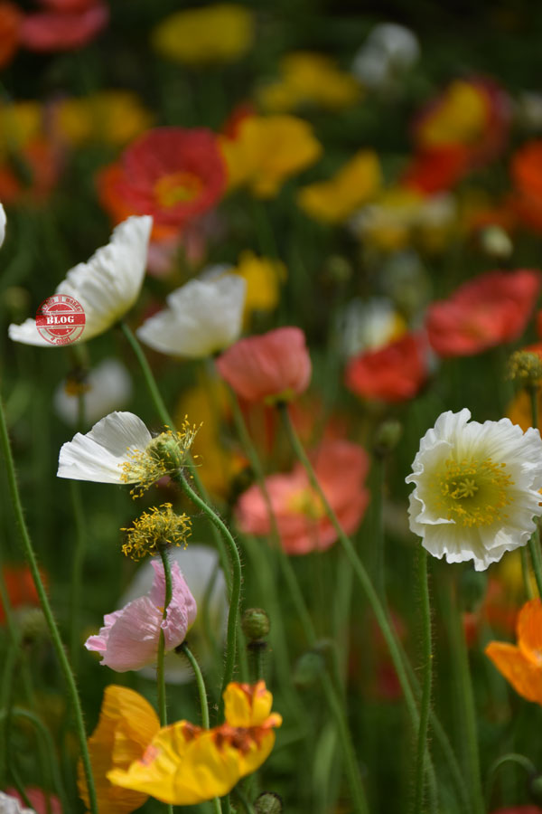Voglio il mondo a colori: Piatto papaveri