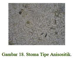 biojojo: Tipe-tipe Stomata