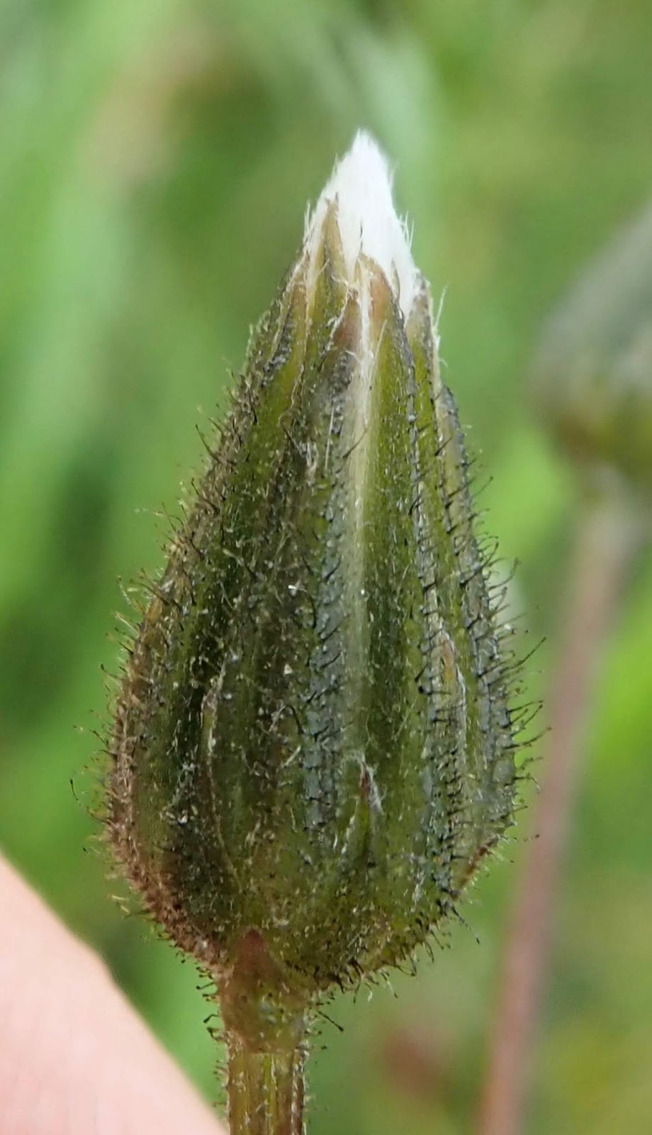 Violets and others: Crepis mollis. Northern Hawksbeard