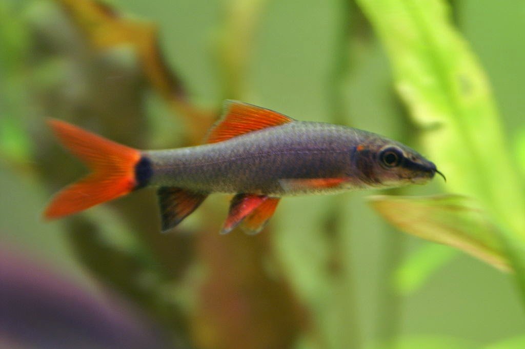 Freshwater Frenzy: Rainbow Shark Fact Sheet