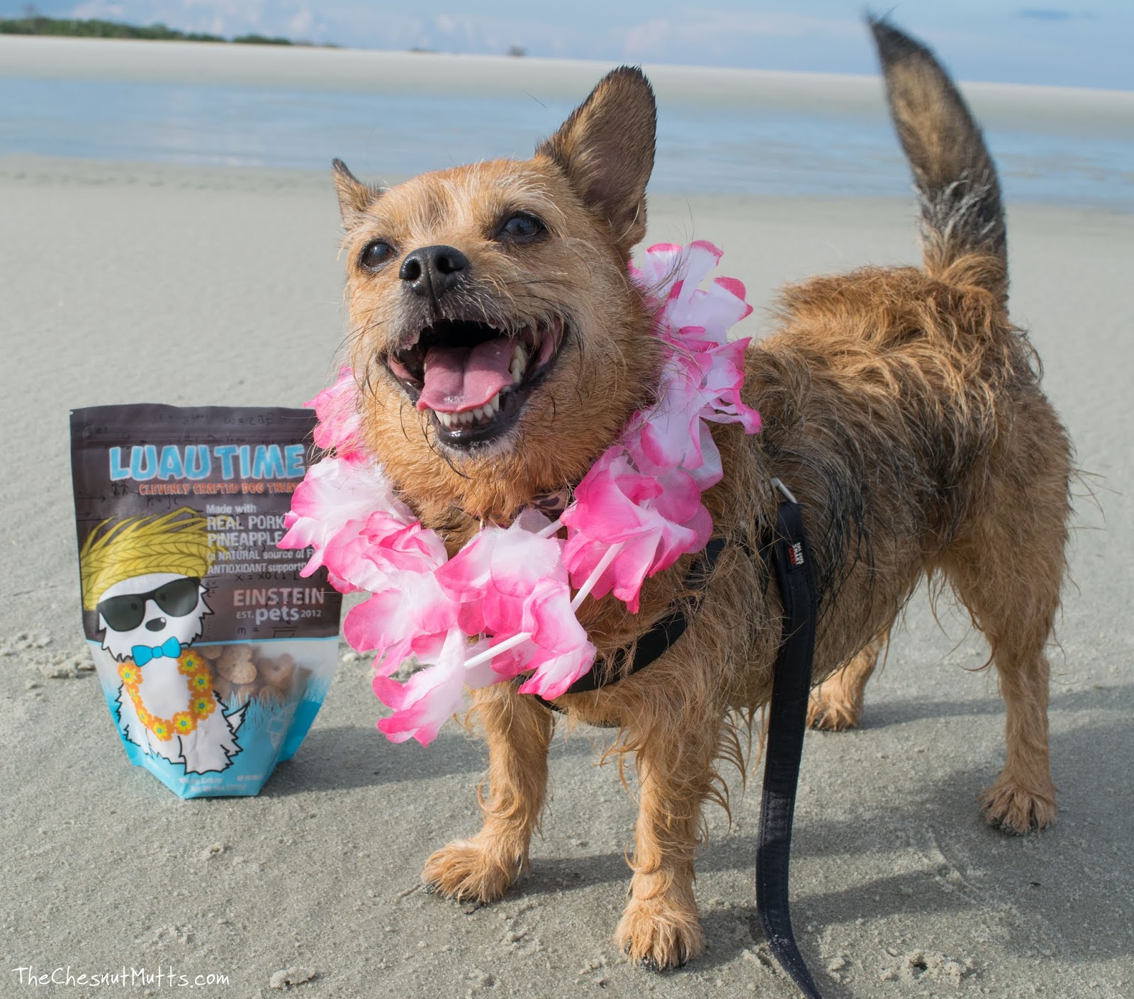 Mini Review: Einstein Pets Luau Time Dog Treats | The Chesnut Mutts