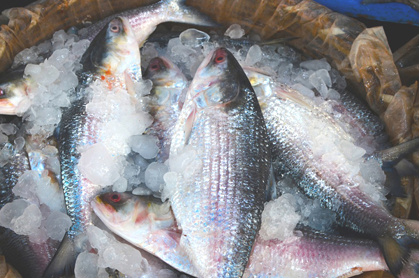 Hilsa Fish: Habitat, Characteristics, Uses, Photo
