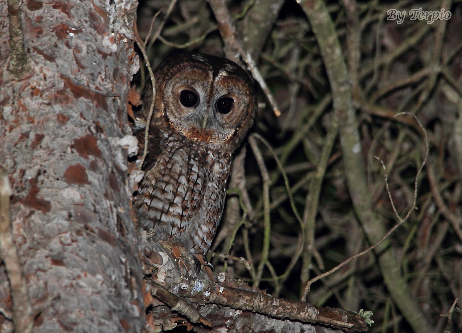 Viajes, Salidas, Naturaleza, (Fotografía).: Cárabo Común (Strix Aluco).