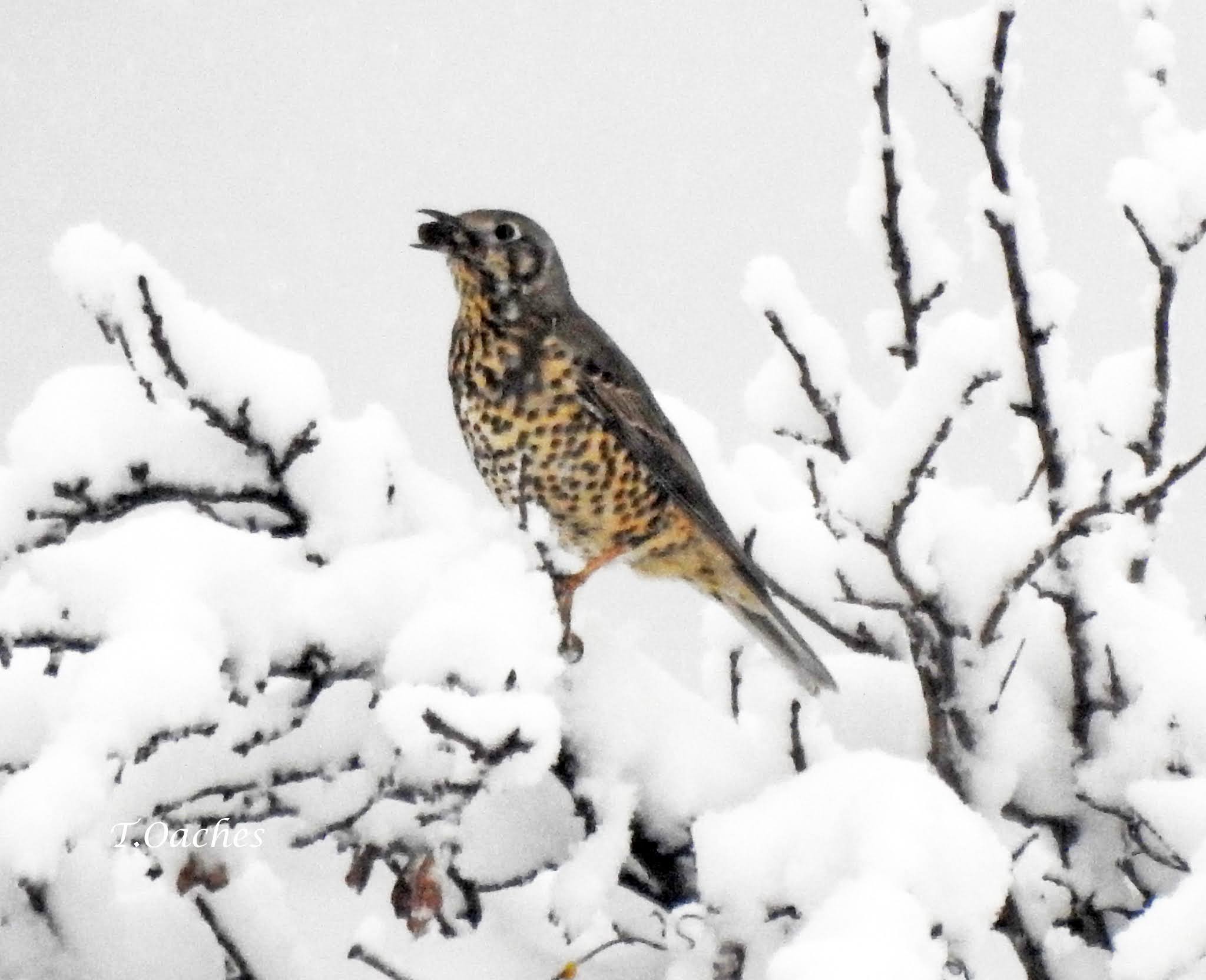 PASARI DIN ROMANIA: STURZ DE VASC, Turdus viscivorus