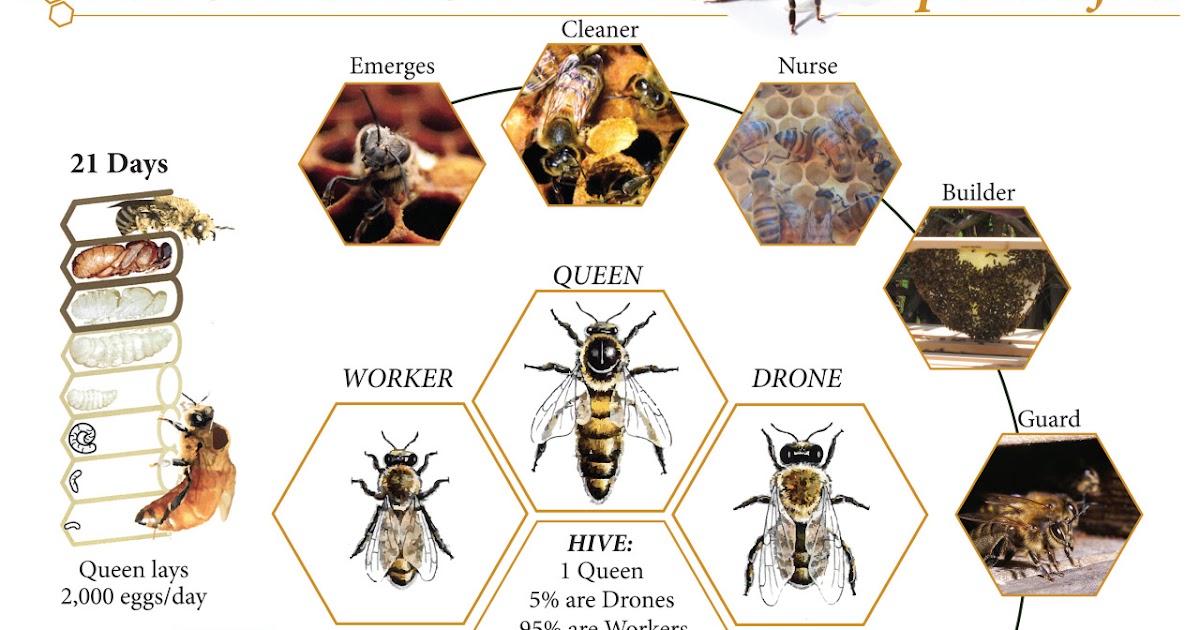 La Familia de la Apicultura - The Beekeeping of Family: EL ZUMBIDO DE ...