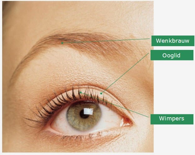 Zintuigen: Ogen zien