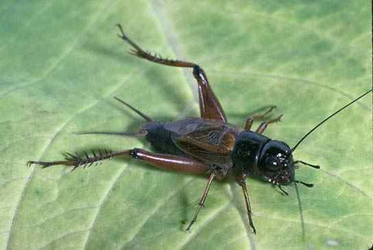 PEST OF JUTE AND THEIR MANAGEMENT