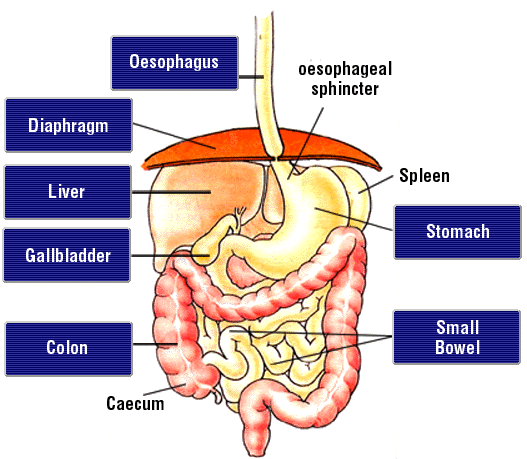Natural na Panlunas!: Ano ang Immune System at ano ang Ginagawa Nito sa ...