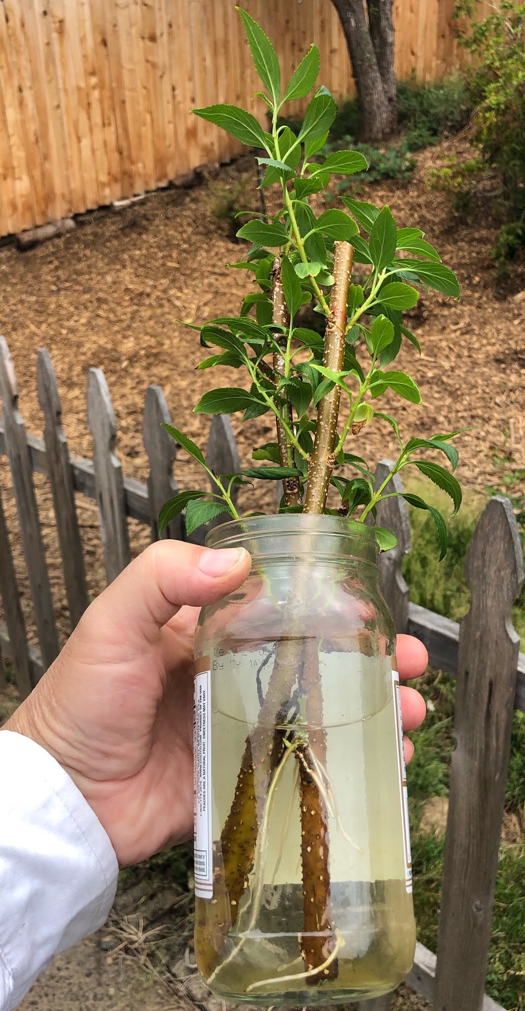 Daniel's Pacific NW Garden: Yet Another Forsythia Cutting Rooted. 6.30.2021