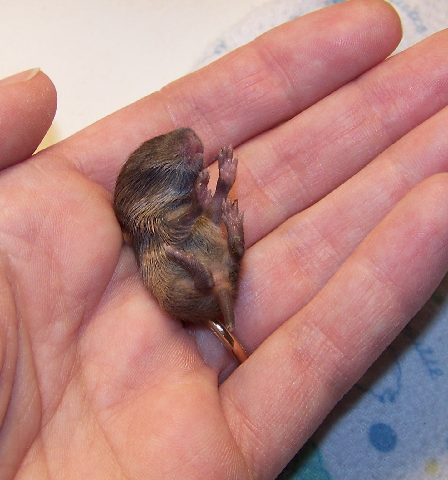 Nutkin's Nursery: First Patient-- a Vole