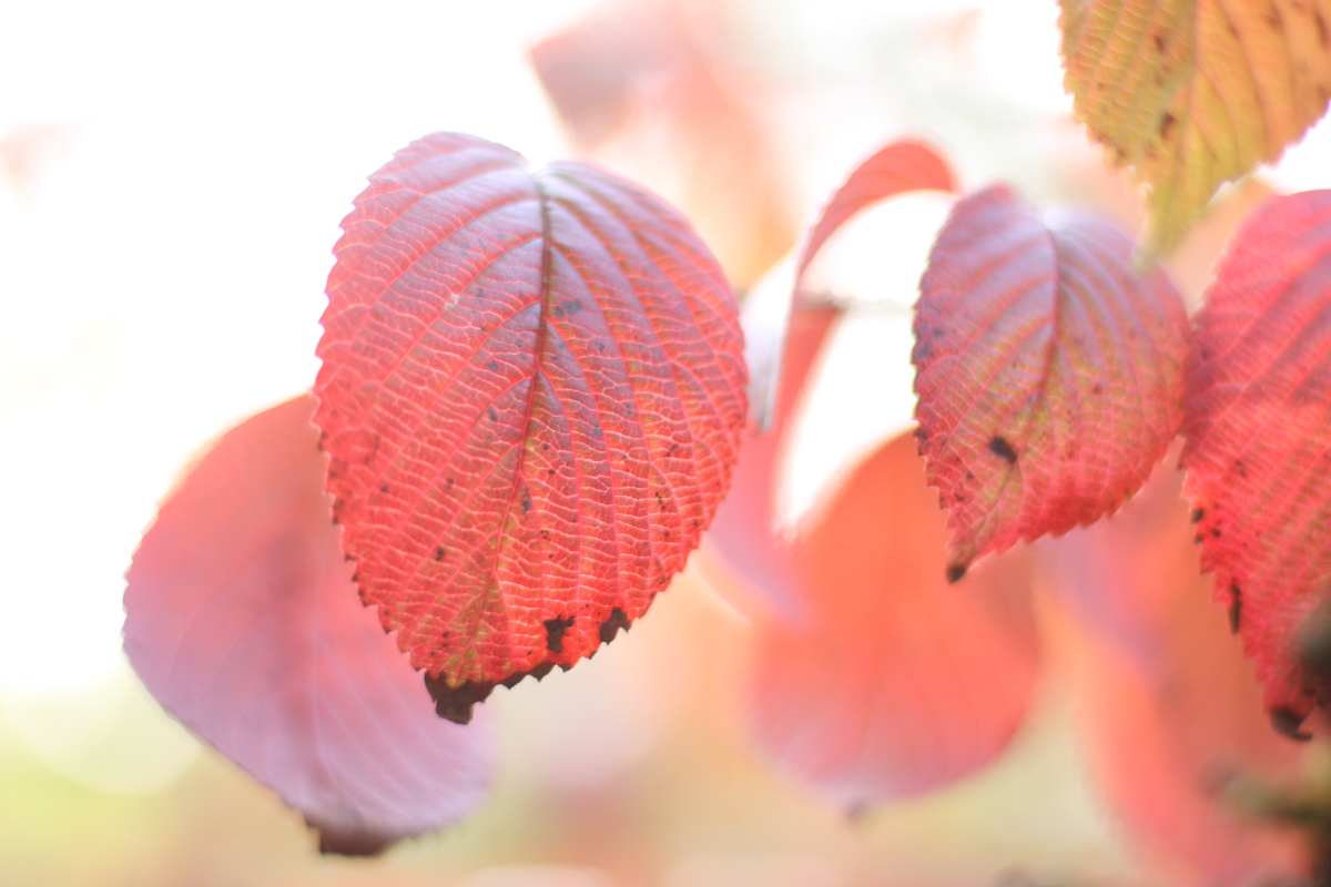 GREY LEMON: Autumn Colors Week - Red