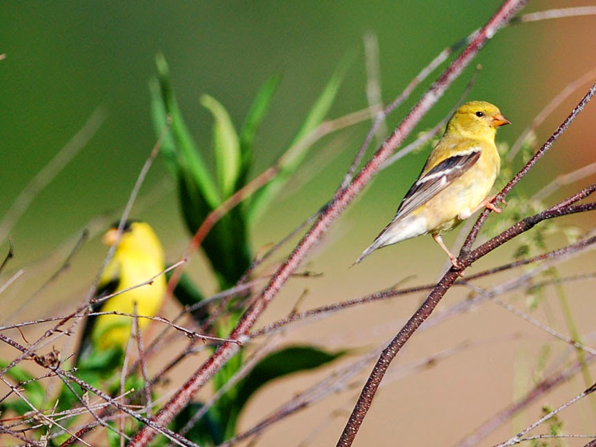 The Narrowleaf Chronicles: The Canadian Canaries: A Beautiful Couple