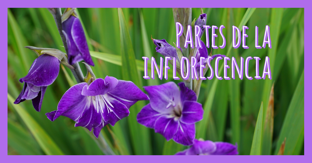 Partes de la inflorescencia ~ PLANTUKIS