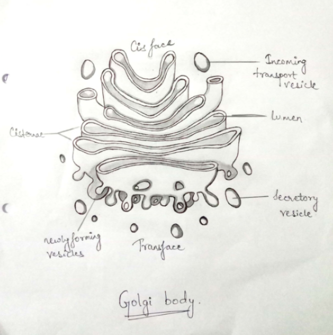 GOLGI BODY
