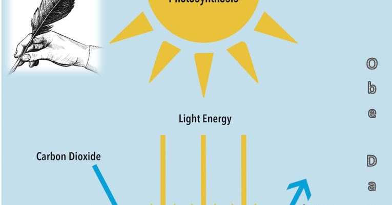 How do Plants Breathe?