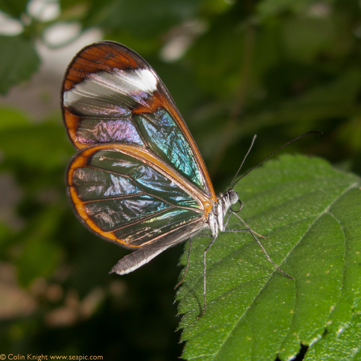 Postcards from Sussex: Glasswings at Earnley