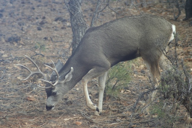 Hunting Monster Mule Deer