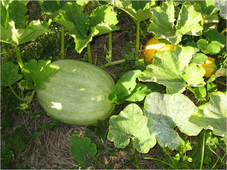 Horta de fim-de-semana: Que lindas as abóboras!