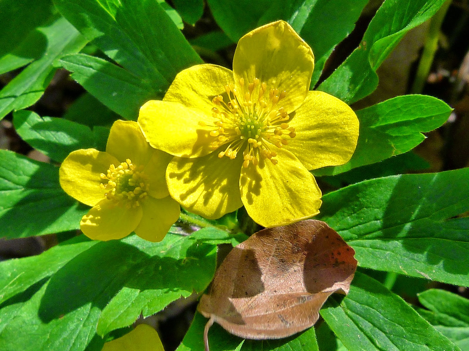 BOGLARKA FLOWER photos - wallpapers | the fun bank