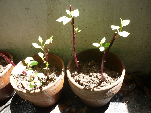 The lowly but healthy alugbati