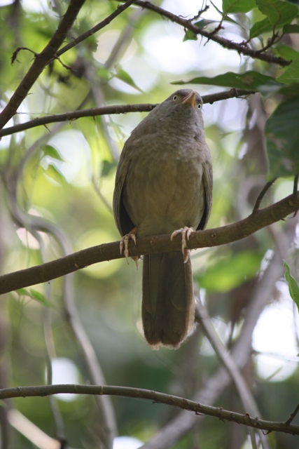 Bird Spotting at Chintamani Kar Bird Sanctuary
