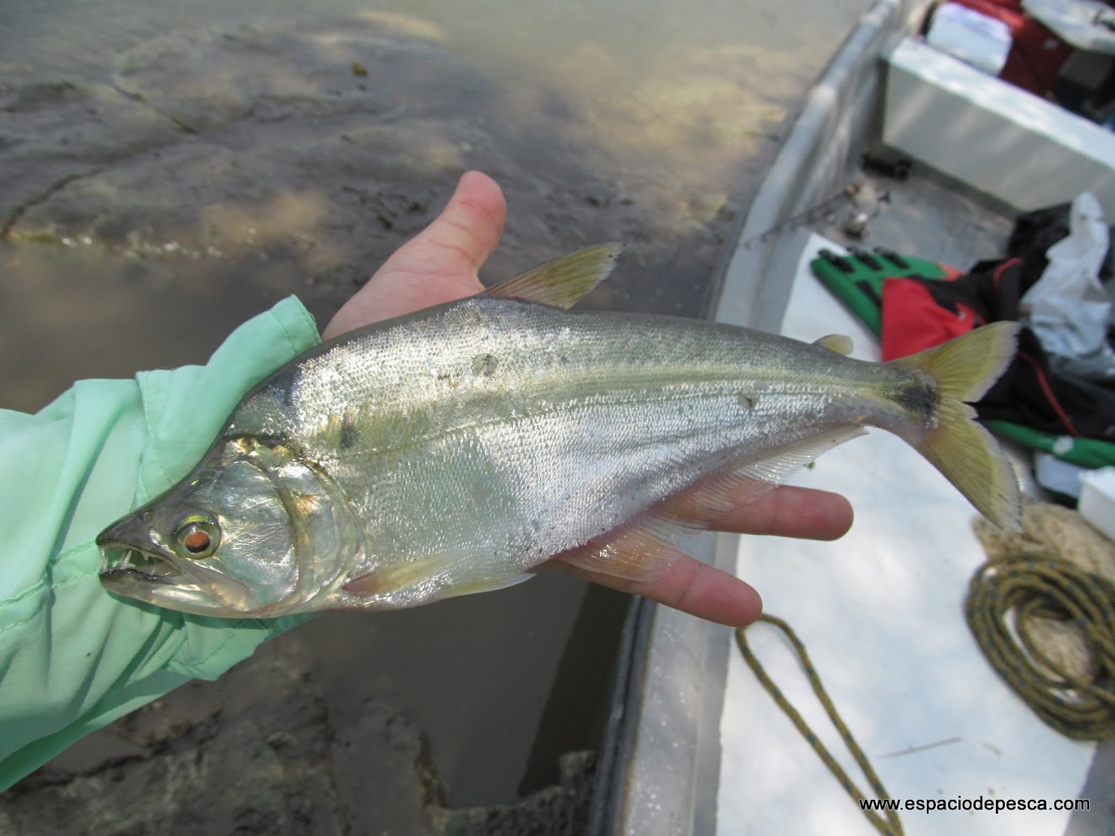 Espacio de Pesca: Pesca de extraño pez en el rio la Miel (Corcovado ...