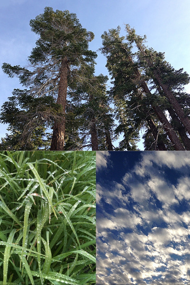 MOMMY BLOG EXPERT: Discover the Forest Share on Instagram in Honor of ...