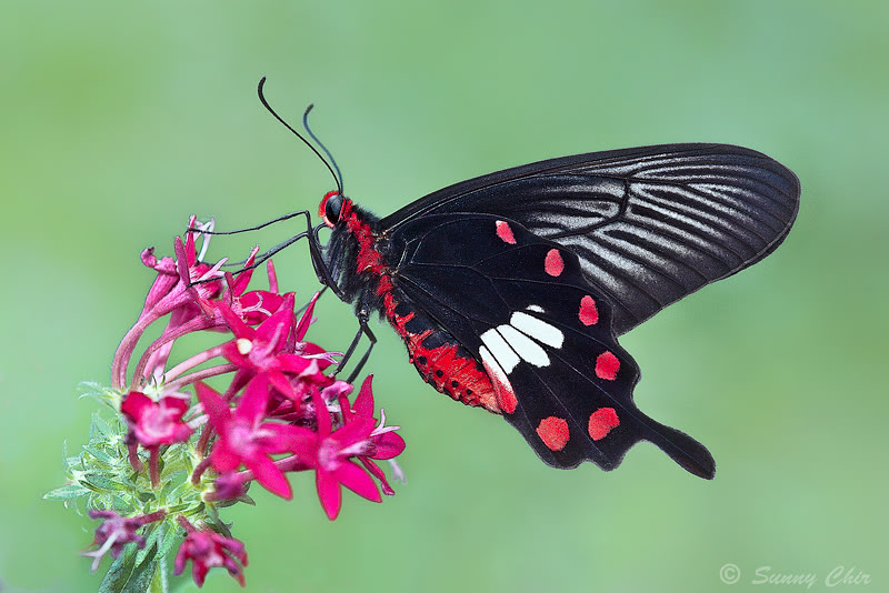 Butterflies of Singapore: Life History of the Common Rose