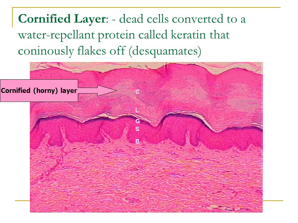 Granular Layer , Cornified Layer & The Regulation of Epidermal ...