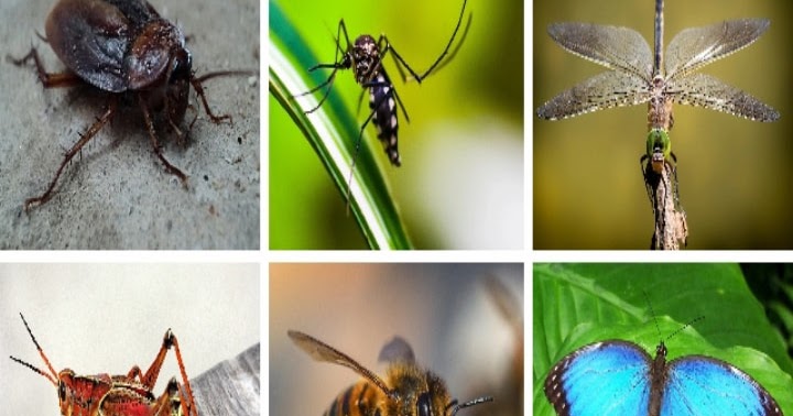 Tagalog Insect Names: Expand Your Filipino Vocabulary for Bugs and Critters