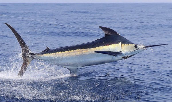 Perbedaan antara Ikan Marlin & Ikan Pedang | RE Tawon