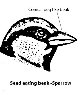 B. Sc. - II Animal Diversity- IV (Old) : TYPES OF BEAKS IN BIRDS ...